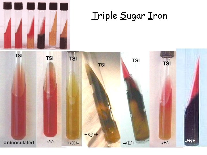 Lab Exercise 17 Biochemical Differentiation of some Medically