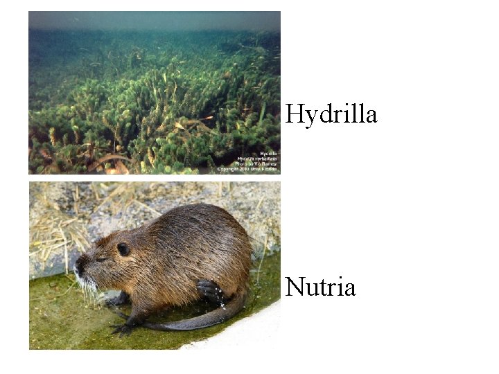 Invasive Species in Texas TEK Predict how an
