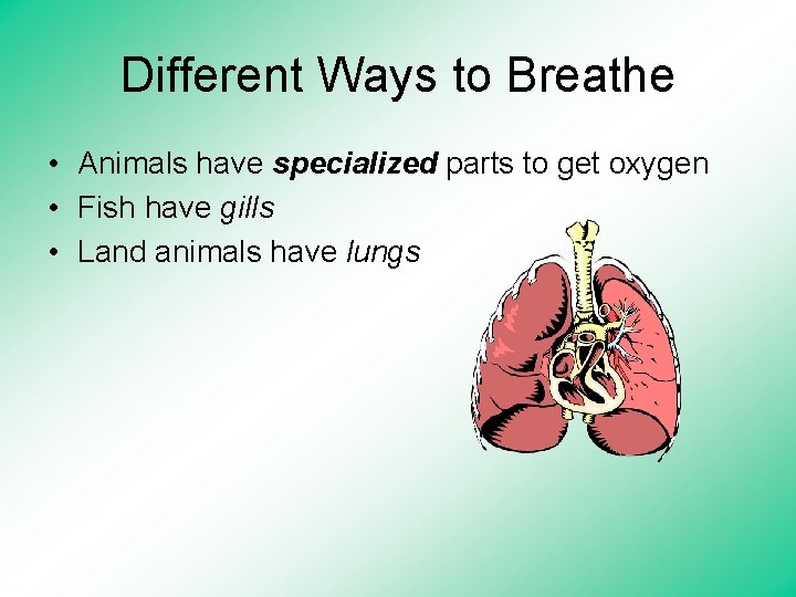 Animals Unit 3 Different Kinds of Bodies Content