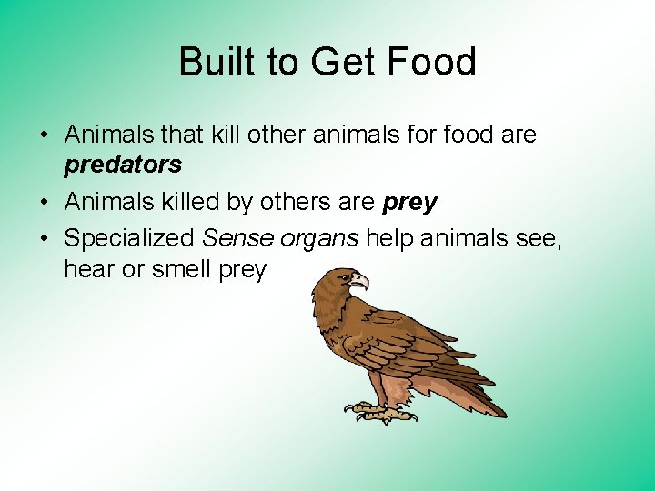 Animals Unit 3 Different Kinds of Bodies Content
