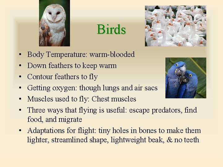 Vertebrates Fish Amphibians Reptiles Birds Mammals By Mrs