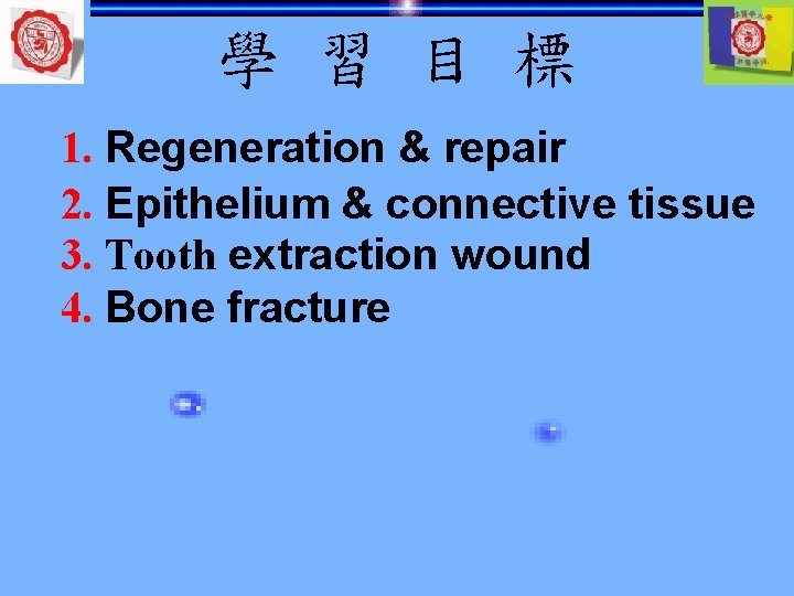 1 Regeneration repair 2 Epithelium connective tissue 3