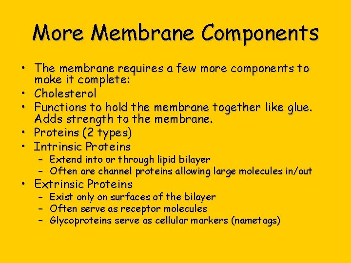 The Cell Membrane All cells are separated from