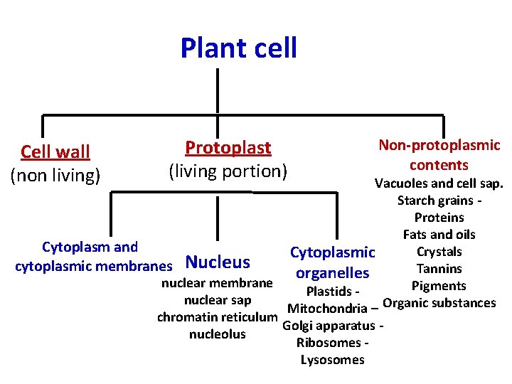 Anatomy PLANT CELL CONTENTS The cell is the
