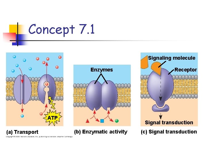 Chapter 7 notes Membrane Structure and Function Concept