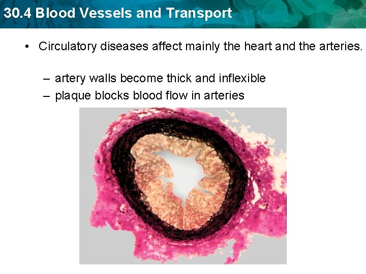 30 4 Blood Vessels and Transport KEY CONCEPT