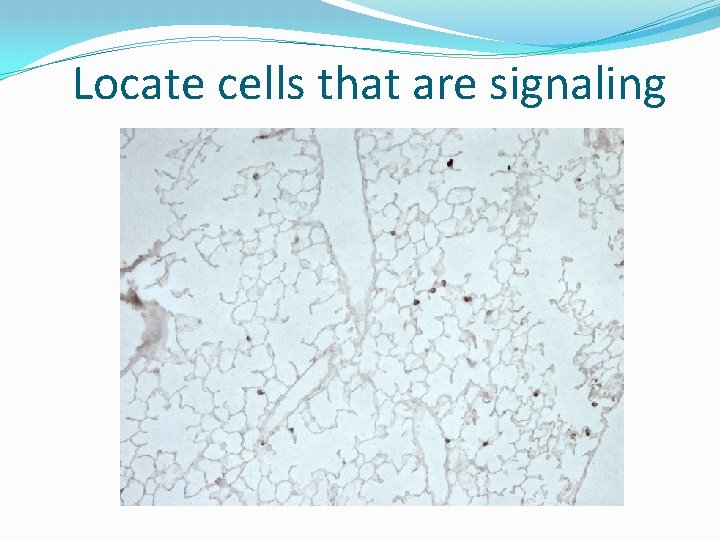 Lab 6 Immunohistochemistry I H C Practical Of