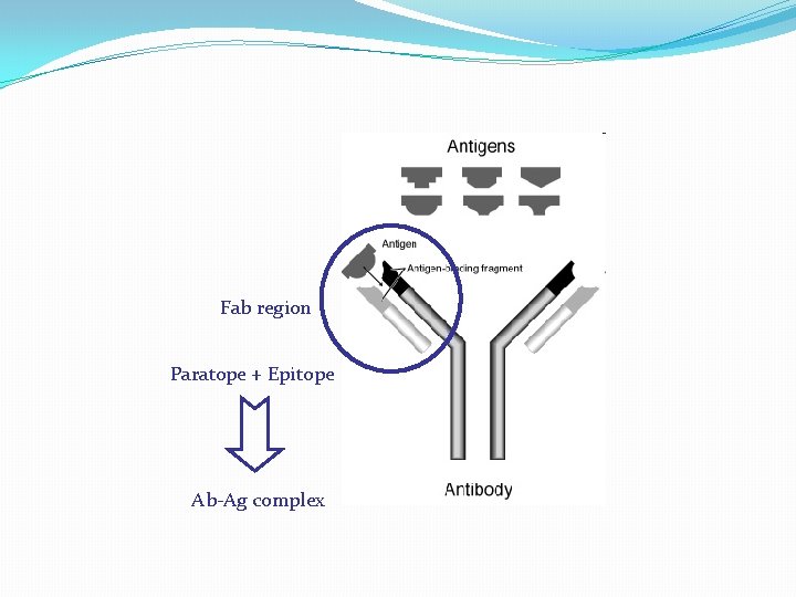 Lab 6 Immunohistochemistry I H C Practical Of