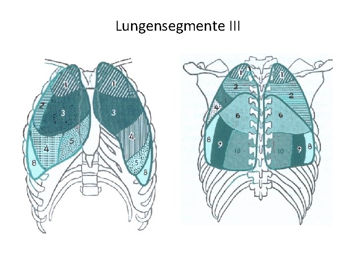 11 Makroskopische Anatomie der Luftrhre der Lunge und