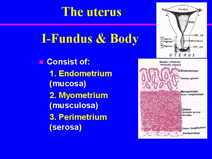 Female Reproductive System Objectives By the end of