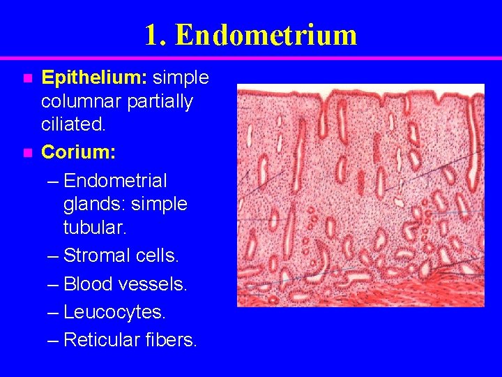 Female Reproductive System Objectives By the end of