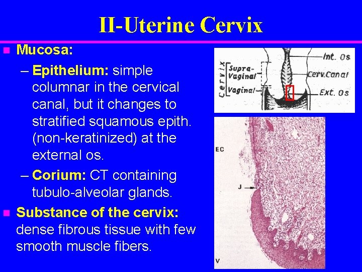 Female Reproductive System Objectives By the end of