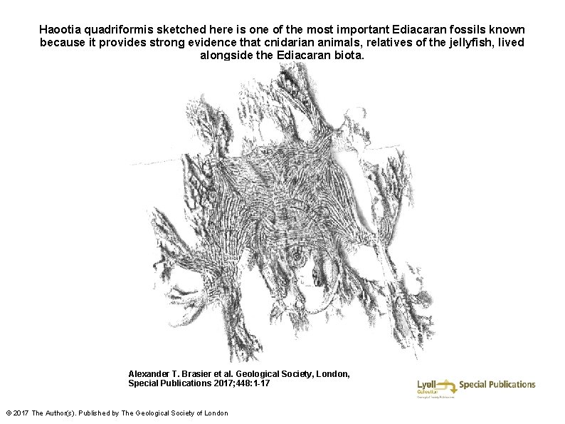 Contributions of Professor Martin Brasier to the study