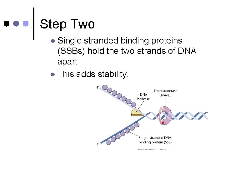 Monday February 5 Draw Label the stages of