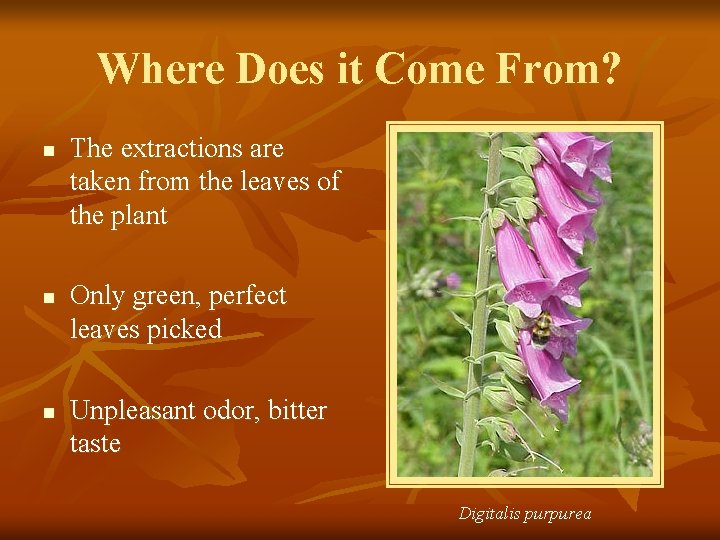 What Role Does Digitalis Serve in Medicinal Cardiovascular