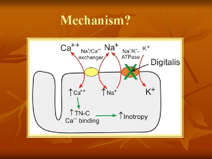What Role Does Digitalis Serve in Medicinal Cardiovascular