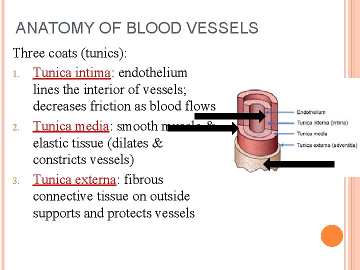 BLOOD VESSELS CIRCULATION Vascular System blood circulates inside