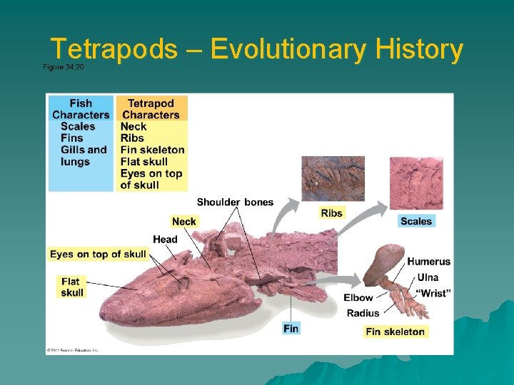 Vertebrates The Origin of Tetrapods The first vertebrates