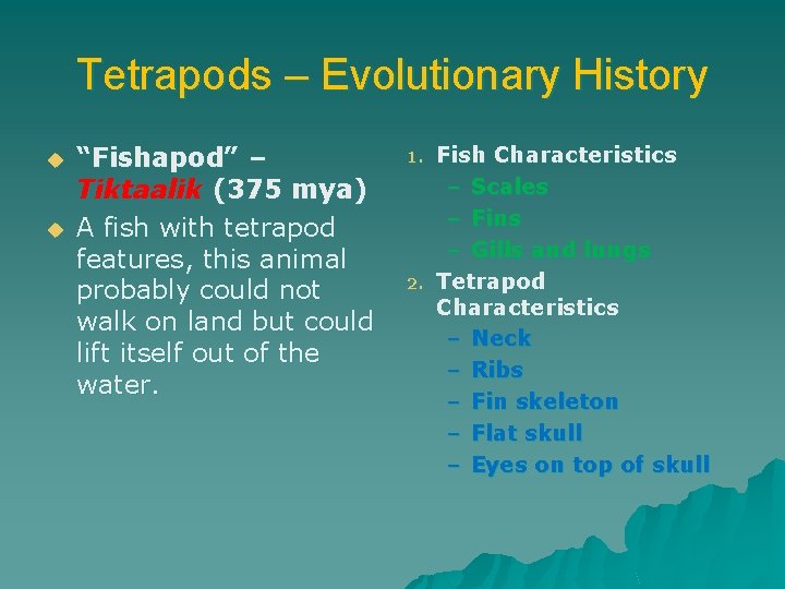 Vertebrates The Origin of Tetrapods The first vertebrates