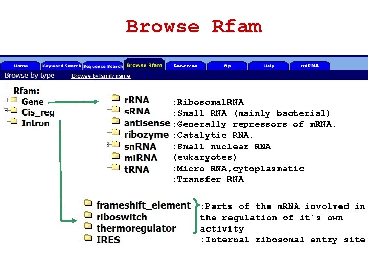 RNA Structure Prediction Rfam RNA structures database RNAfold