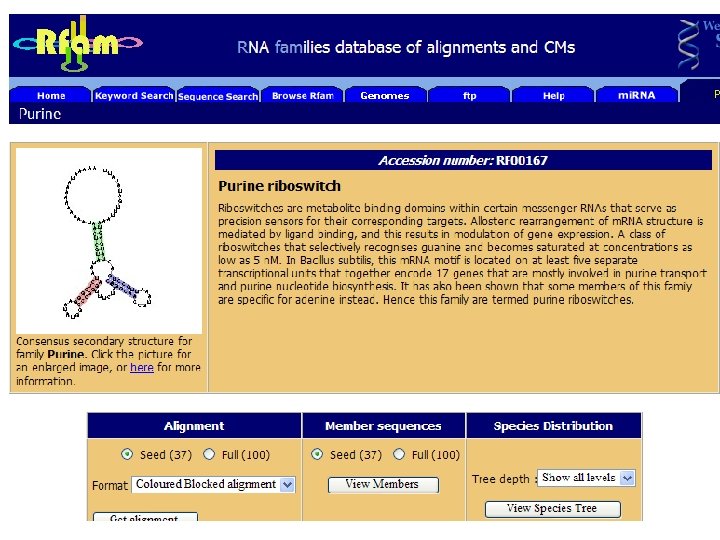 RNA Structure Prediction Rfam RNA structures database RNAfold