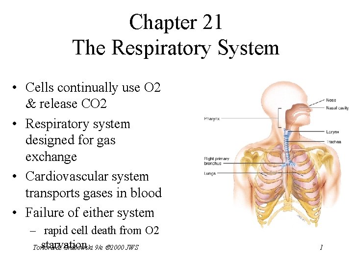 Chapter 21 The Respiratory System Cells continually use