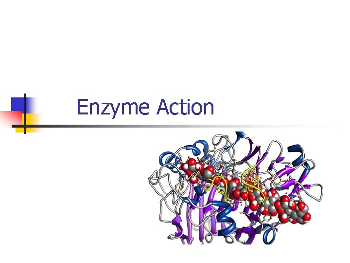 Enzyme Action What you should learn n n