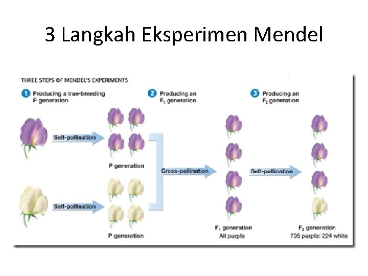 Prinsipprinsip Hereditas Hukum Mendel I Tujuan pembelajaran kita