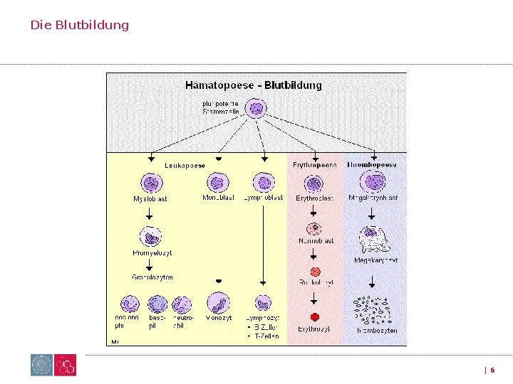 Multiples Myelom Ella Willenbacher Klinik fr HmatoOnkologie Innere