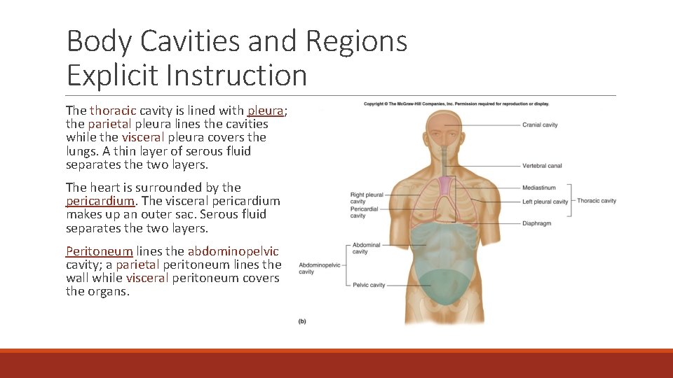 Body Cavities and Regions Introduction Name as many