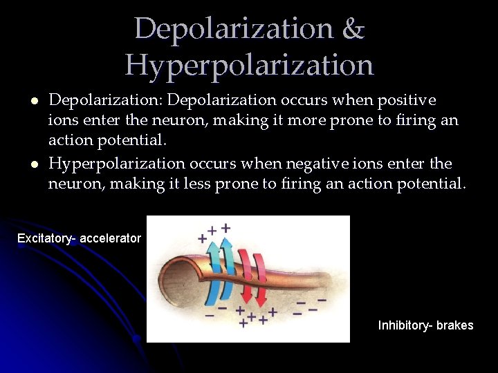 Biological Bases of Psychology Nervous System Brain Endocrine