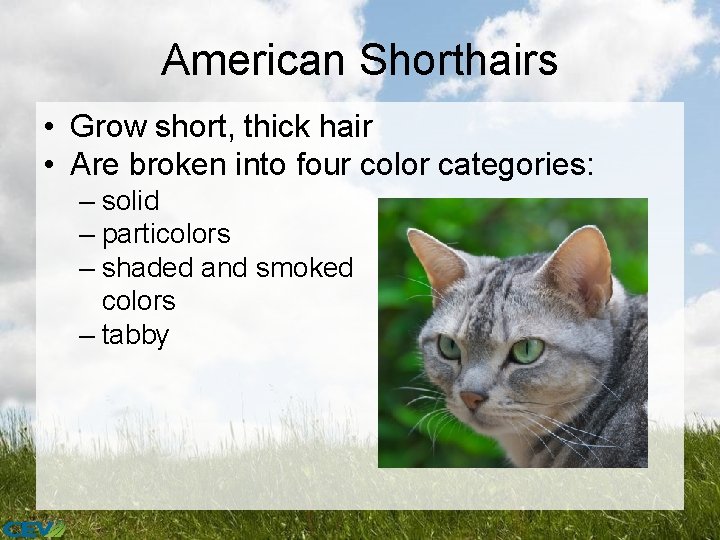 Breeds of Companion Animals Cats Objectives To examine