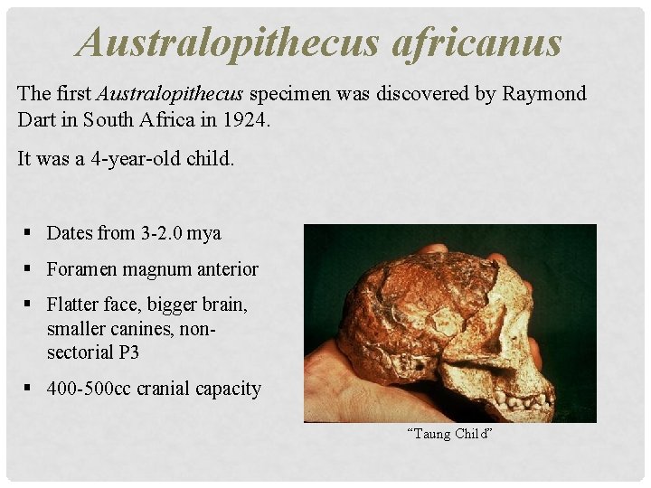 LAB 7 LATE AUSTRALOPITHECUS TO EARLY HOMO AN