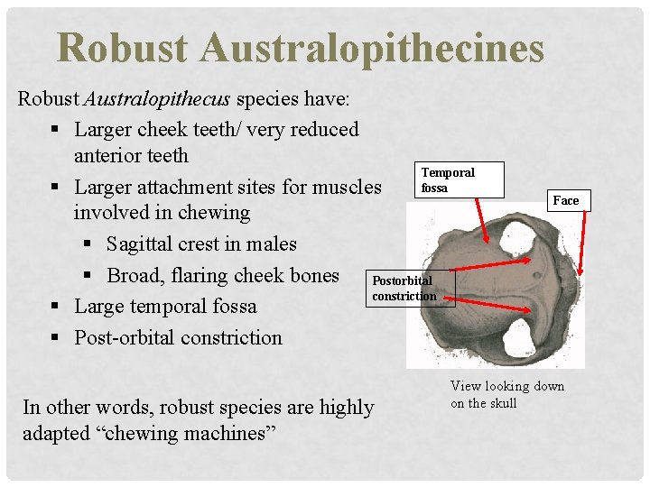 LAB 7 LATE AUSTRALOPITHECUS TO EARLY HOMO AN