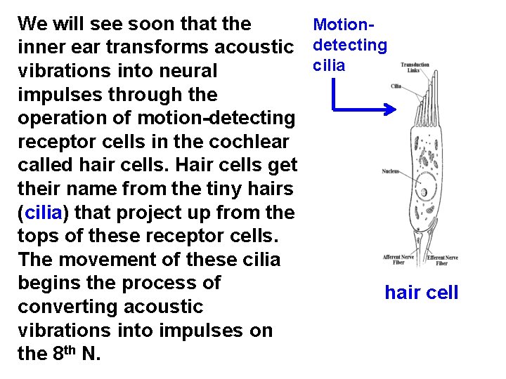 Anatomy Physiology of the Auditory System Overview Capabilities