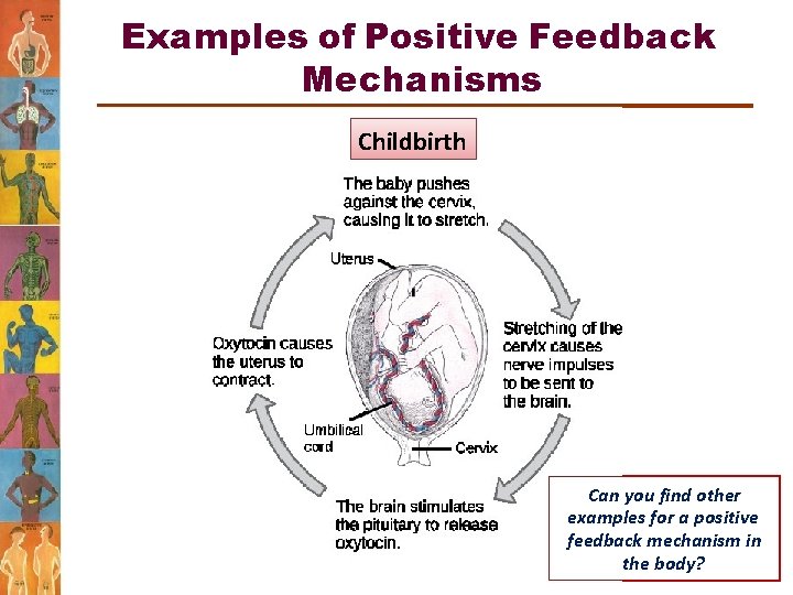 Homeostasis Dr Maha Saja Physiology department Level 2