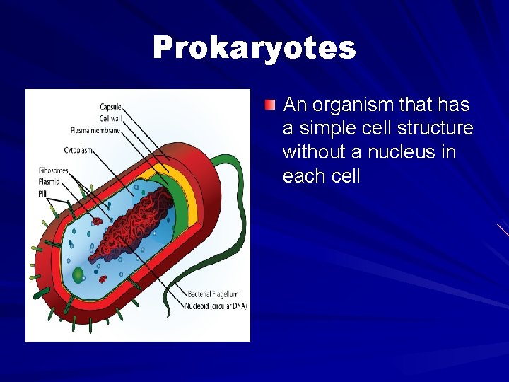 Vocabulary Lesson 1 3 Microscopic Organisms on Earth