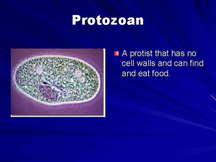 Vocabulary Lesson 1 3 Microscopic Organisms on Earth