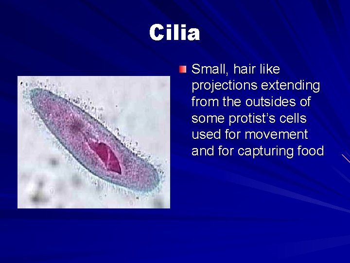 Vocabulary Lesson 1 3 Microscopic Organisms on Earth