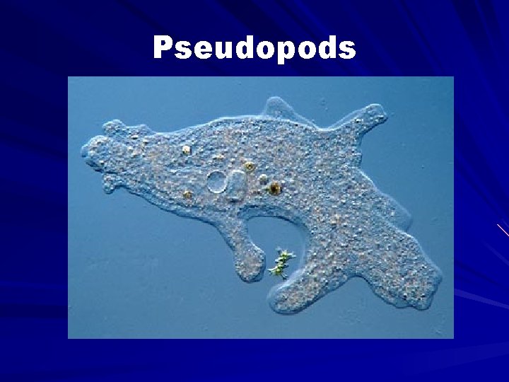 Vocabulary Lesson 1 3 Microscopic Organisms on Earth