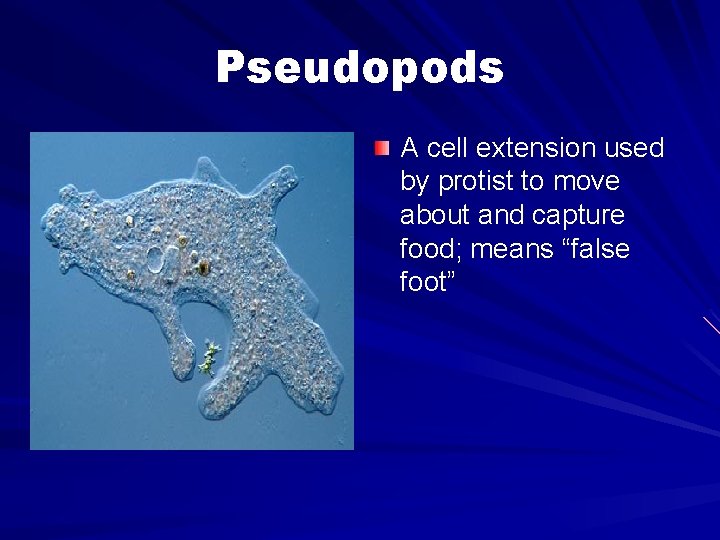 Vocabulary Lesson 1 3 Microscopic Organisms on Earth