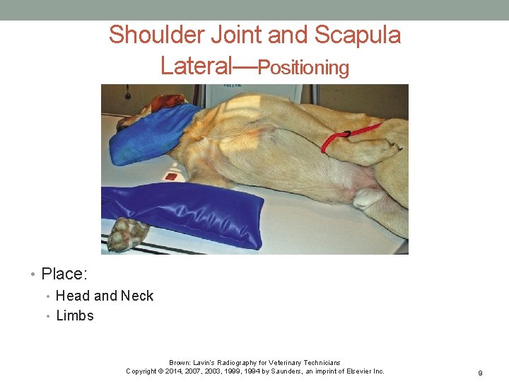SMALL ANIMAL FORELIMB CHAPTER 20 Brown Lavins Radiography