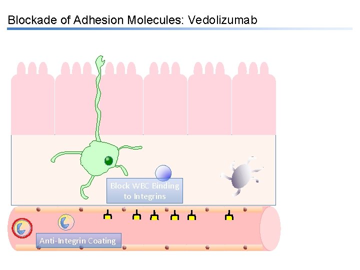 Future Therapies for the Inflammatory Bowel Diseases Ryan
