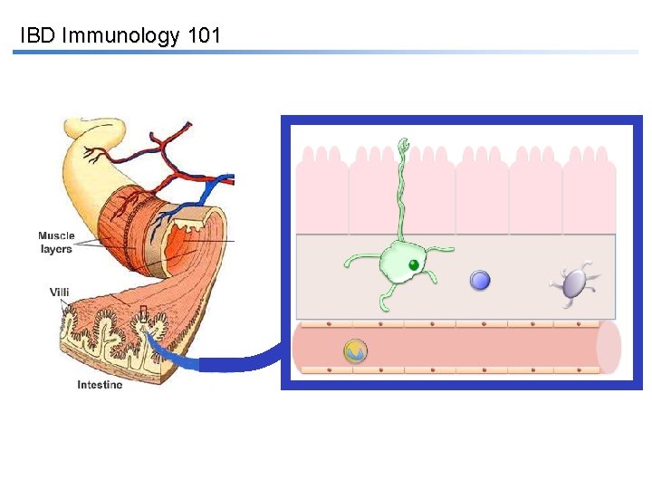 Future Therapies for the Inflammatory Bowel Diseases Ryan