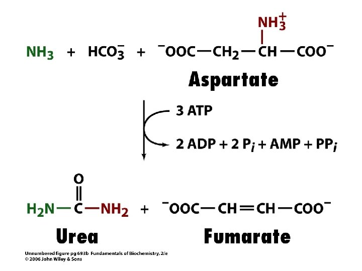 CATABOLISMO DE PROTEINAS Y CICLO DE UREA Dra