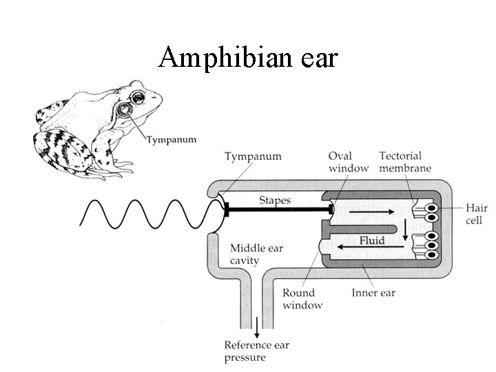 Sound Reception Types of ears Extraction of information