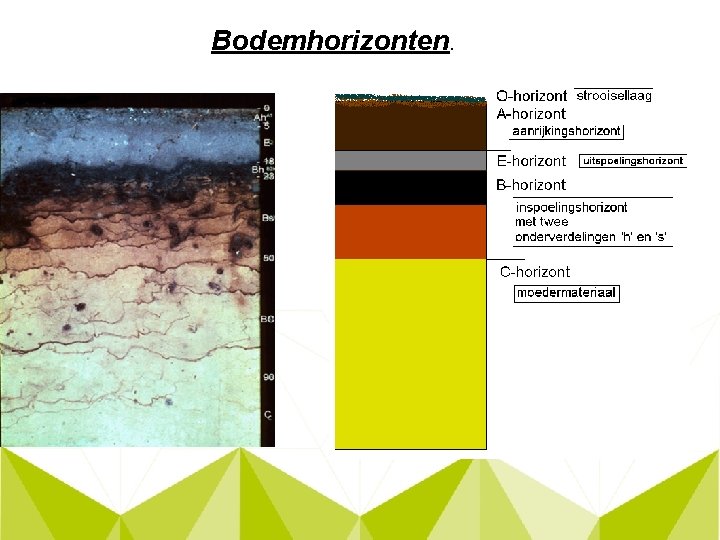 Power Point Bodemkunde bodemsoorten in Nederland Bodemkaart van