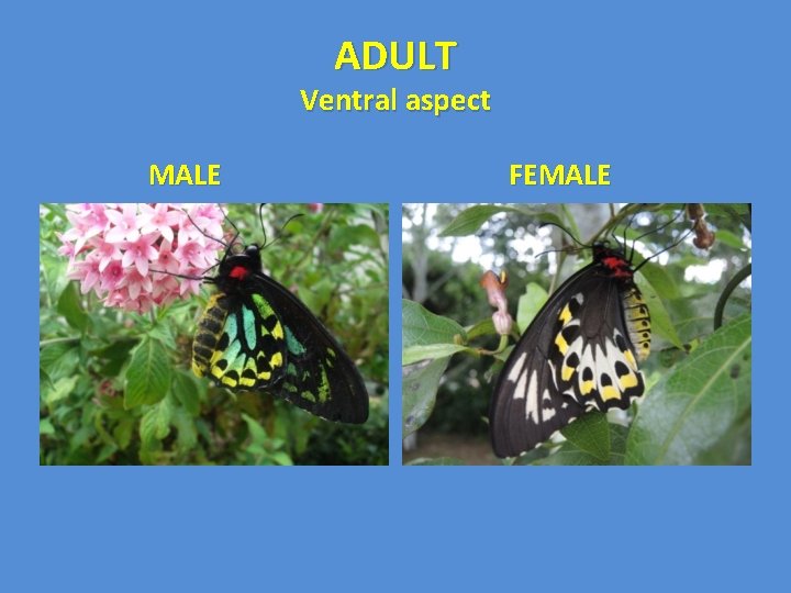 Richmond Birdwing Butterfly Ornithoptera richmondia Life history Host