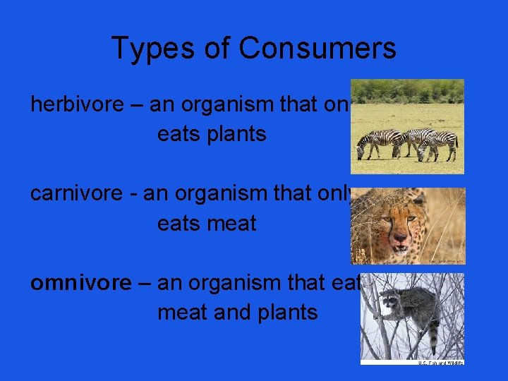 FOOD CHAINS AND FOOD WEBS Words to Know