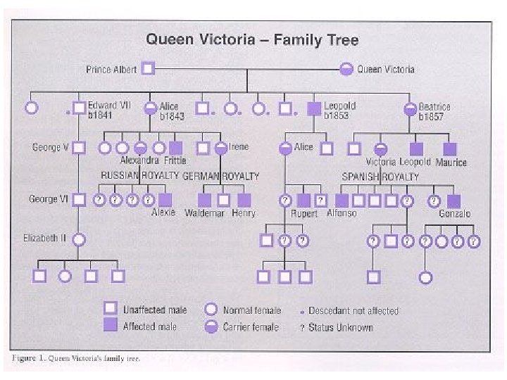 PEDIGREE CHARTS A family history of a genetic